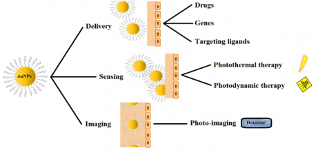 Tailored Gold Nanoparticles for Cancer Imaging and Therapy – Materials ...